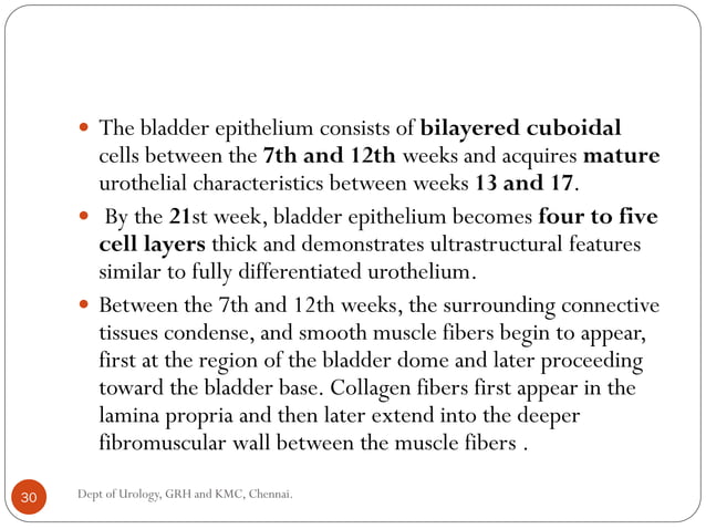 Bladder anatomy & embryology of bladder and urethra-converted | PDF