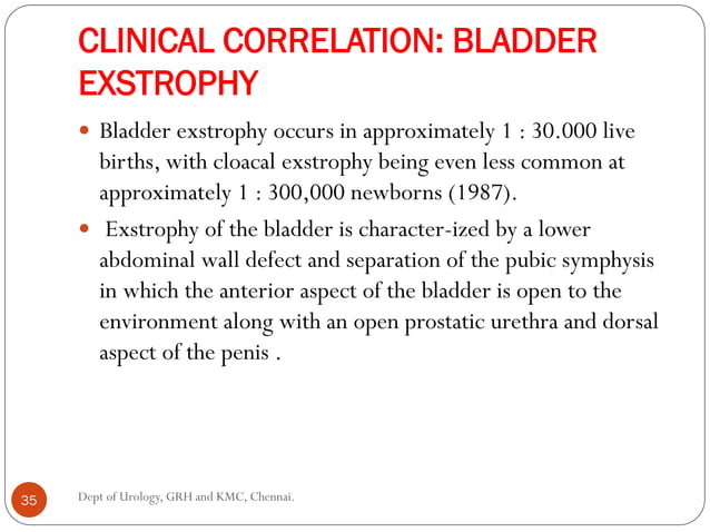 Bladder anatomy & embryology of bladder and urethra-converted | PDF