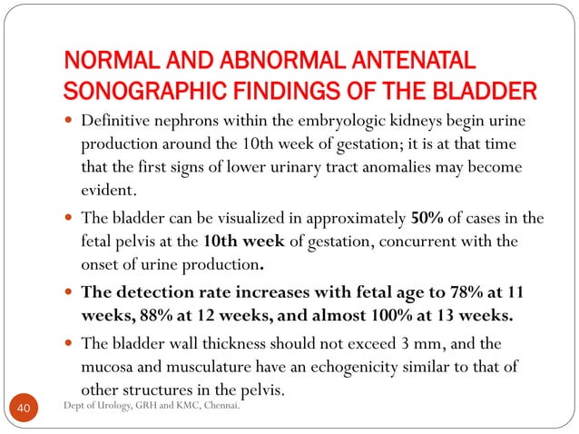 Bladder anatomy & embryology of bladder and urethra-converted | PDF