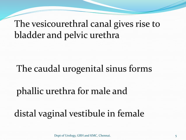 Urinary Bladder anomalies congenital | PDF | Medical Health