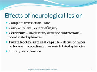 Autonomic hyperreflexia | PPT