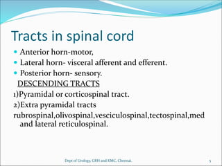 Autonomic hyperreflexia | PPT
