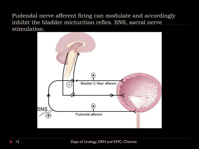 Bladder neurogenic- management- surgical | PDF | Physical Therapy ...
