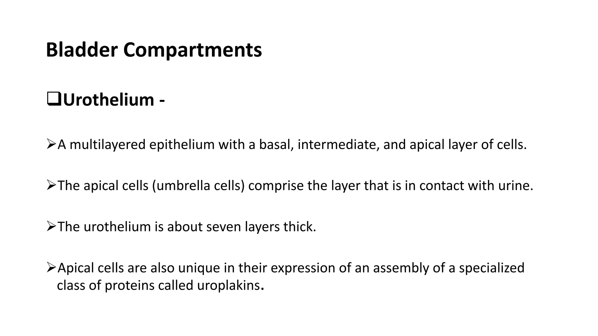 Anatomy & embryology of urinary bladder | PPTX