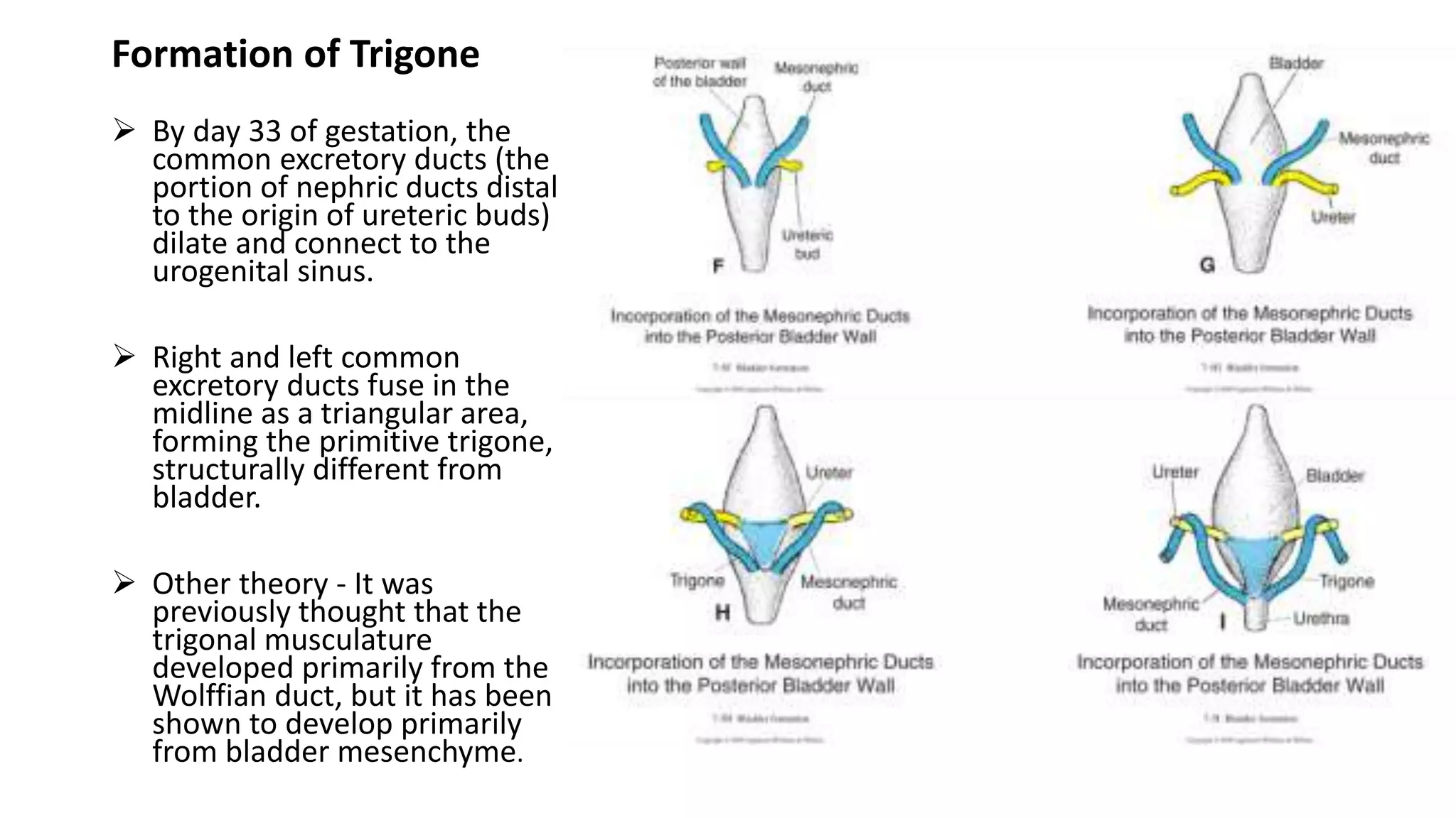 Anatomy & embryology of urinary bladder | PPTX