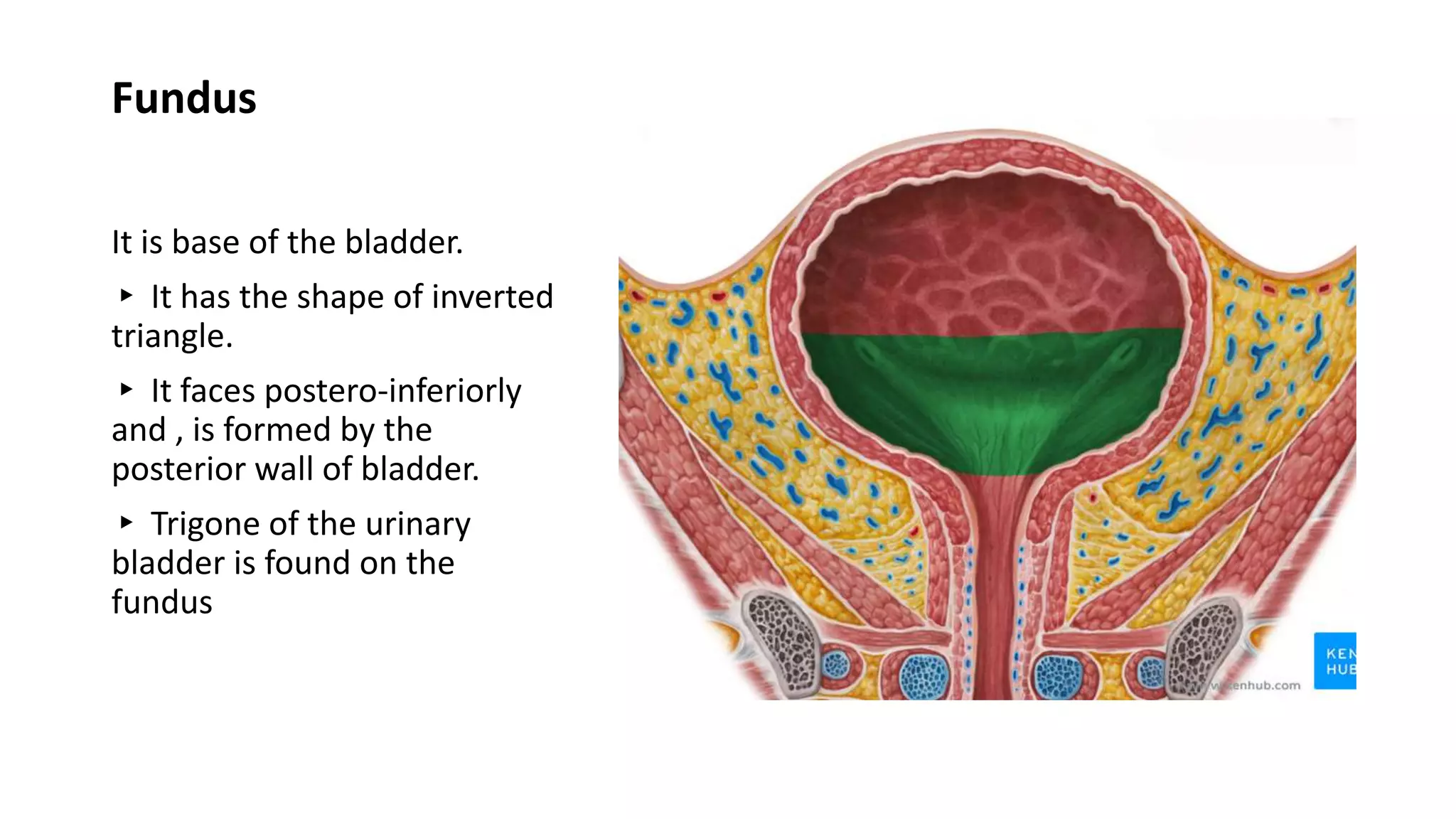 Anatomy & embryology of urinary bladder | PPTX