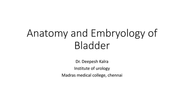 Anatomy & embryology of urinary bladder | PPTX | Pregnancy ...