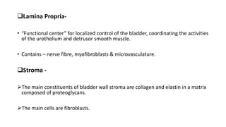 Anatomy & embryology of urinary bladder | PPTX