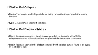 Anatomy & embryology of urinary bladder | PPTX