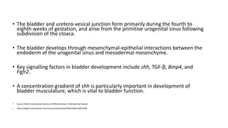 Anatomy & embryology of urinary bladder | PPTX