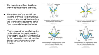 Anatomy & embryology of urinary bladder | PPTX