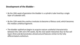 Anatomy & embryology of urinary bladder | PPTX