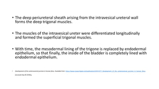 Anatomy & embryology of urinary bladder | PPTX