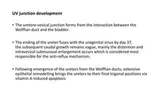 Anatomy & embryology of urinary bladder | PPTX