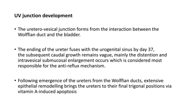 Anatomy & embryology of urinary bladder | PPTX | Pregnancy ...
