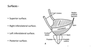 Anatomy & embryology of urinary bladder | PPTX