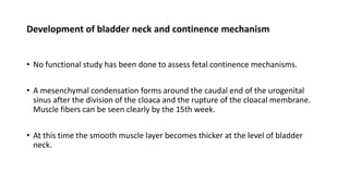 Anatomy & embryology of urinary bladder | PPTX