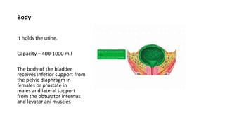 Anatomy & embryology of urinary bladder | PPTX