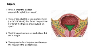 Anatomy & embryology of urinary bladder | PPTX