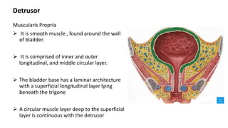 Anatomy & embryology of urinary bladder | PPTX