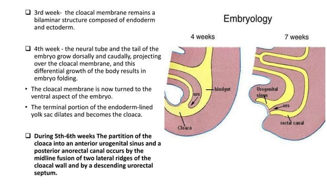 Anatomy & embryology of urinary bladder