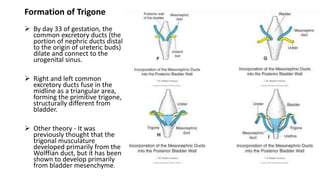 Trigone Area