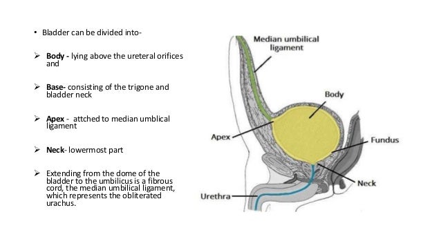 Anatomy & embryology of urinary bladder