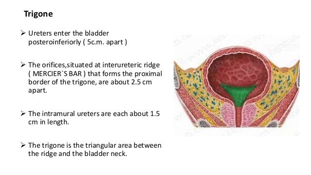 Anatomy & embryology of urinary bladder
