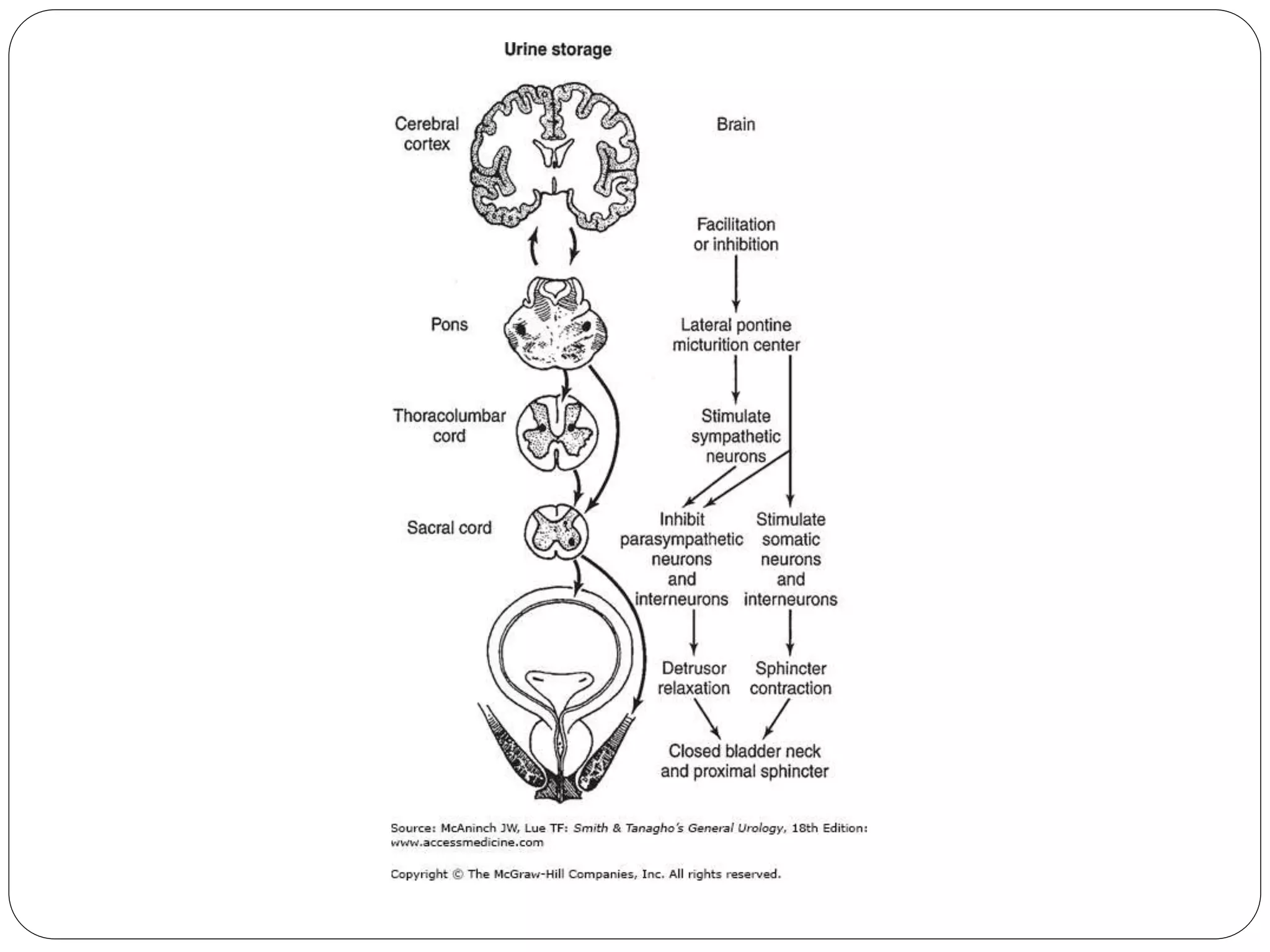 Neurological control of Micturition order and disorder | PPTX
