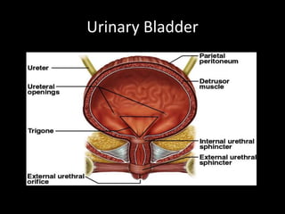Bladder Dome Anatomy