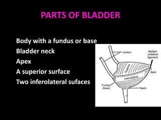 Apex Urinary Bladder