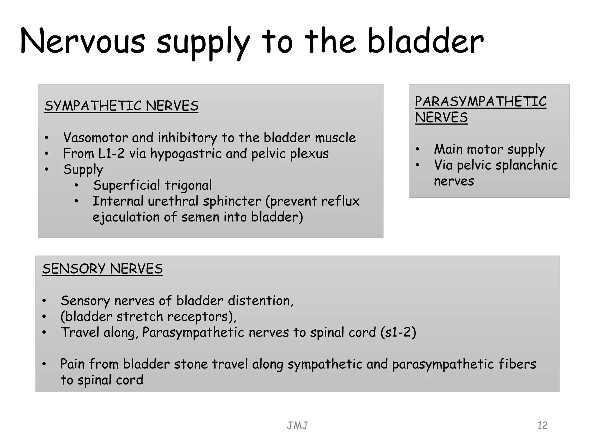 Bladder Anatomy and Bladder Outlet Obstruction | PPTX