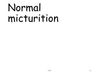 Bladder Anatomy and Bladder Outlet Obstruction | PPTX