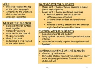 Bladder Anatomy and Bladder Outlet Obstruction | PPTX