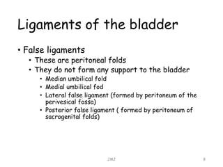 Bladder Anatomy and Bladder Outlet Obstruction | PPTX