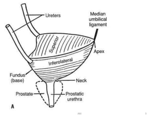 Bladder Anatomy Apex