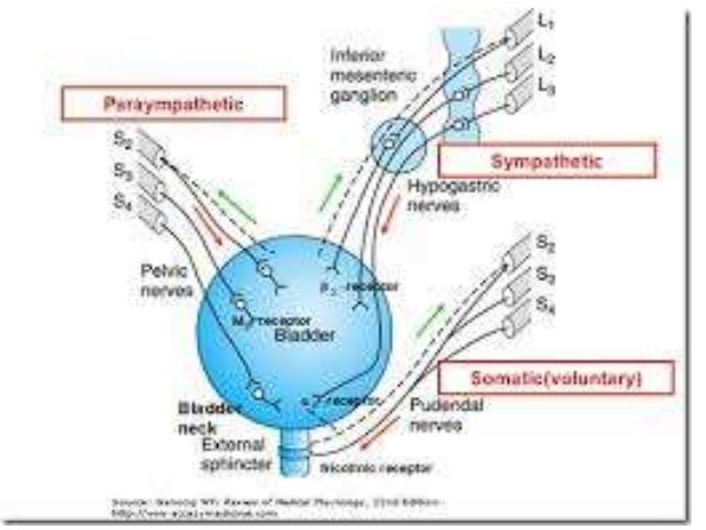 Bladder Anatomy and Bladder Outlet Obstruction