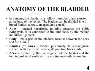 Bladder cancer.pptx