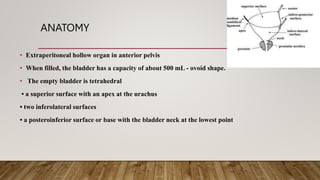 Bladder Cancer (Carcinoma Bladder) Urology | PPTX