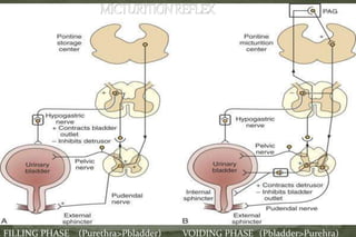 Bladder dysfunction in cns disorder | PPTX