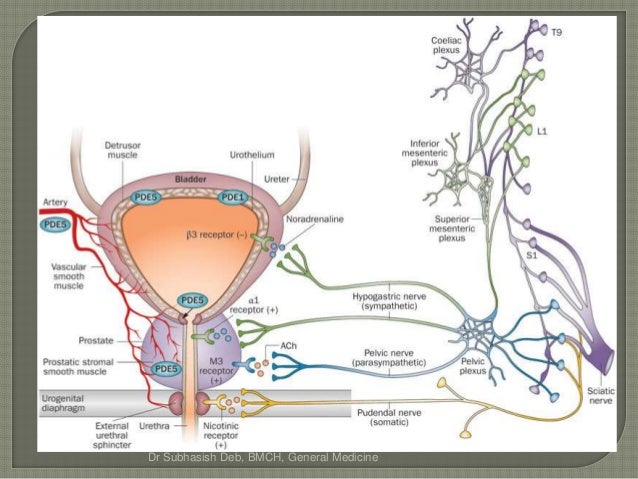 Bladder Dysfunction – What Causes Excessive Bladder – VXUMTW