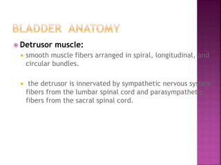 bladder dysfunction syndrome 3.pptx