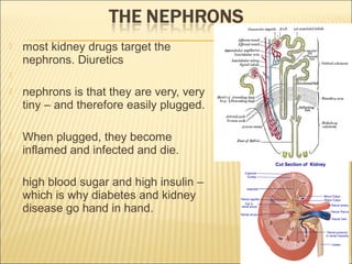 Bladder function and control | PPT