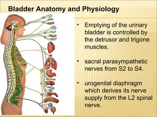 Bladder function and control | PPT