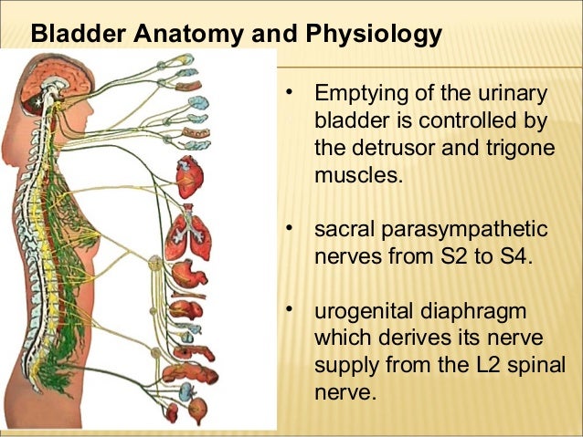 Bladder function and control