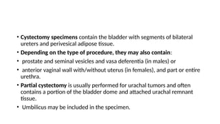bladder grossing;pooja.pptx PATHOLOGY MD A SMALL GUIDE COLLECTION | PPTX