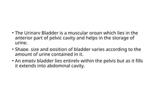 bladder grossing;pooja.pptx PATHOLOGY MD A SMALL GUIDE COLLECTION | PPTX
