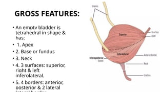 bladder grossing;pooja.pptx PATHOLOGY MD A SMALL GUIDE COLLECTION | PPTX