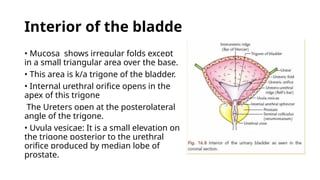 bladder grossing;pooja.pptx PATHOLOGY MD A SMALL GUIDE COLLECTION | PPTX