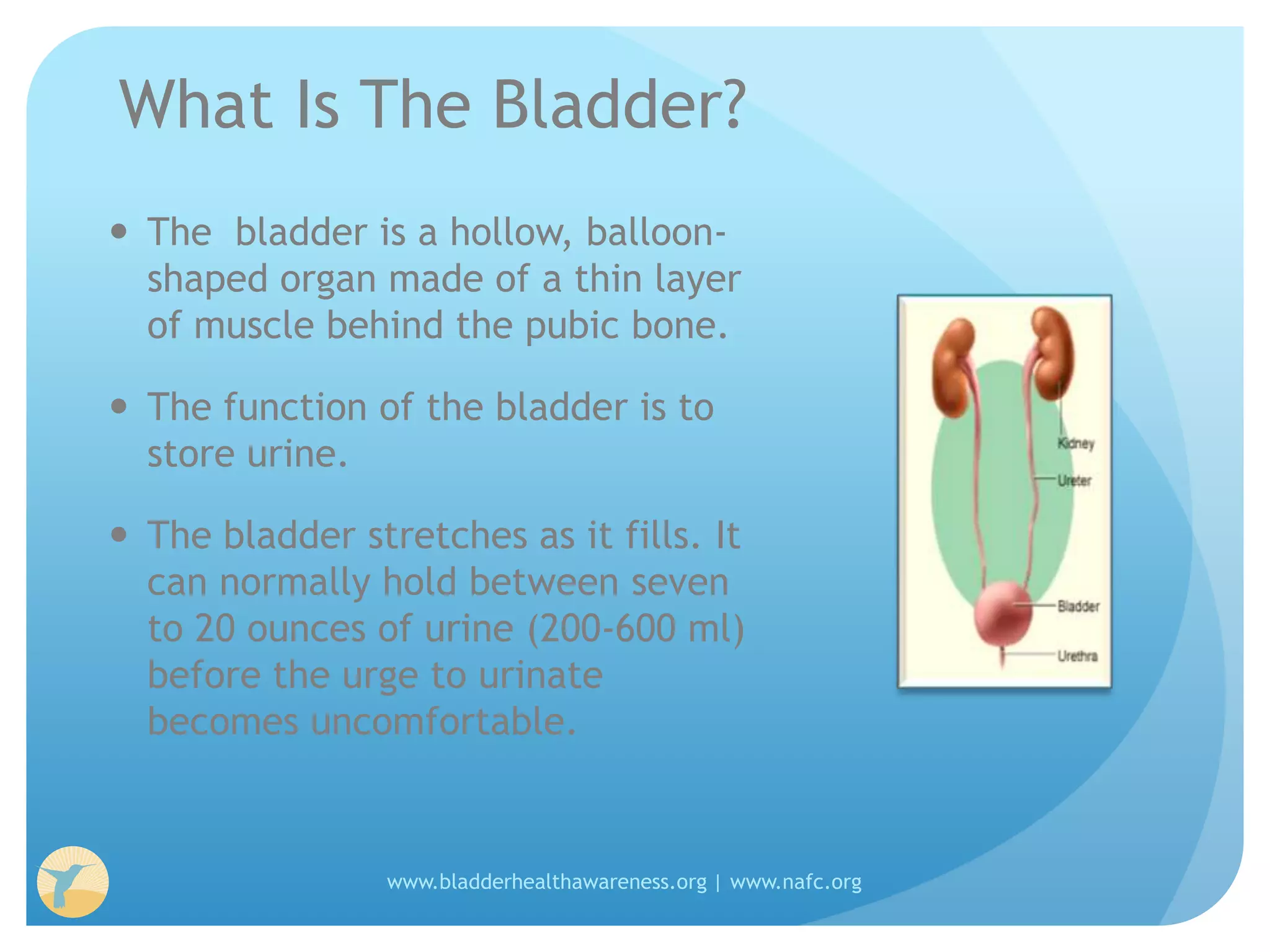 Bladder Health Matters | PPTX | Sexual Conditions | Sexual Health